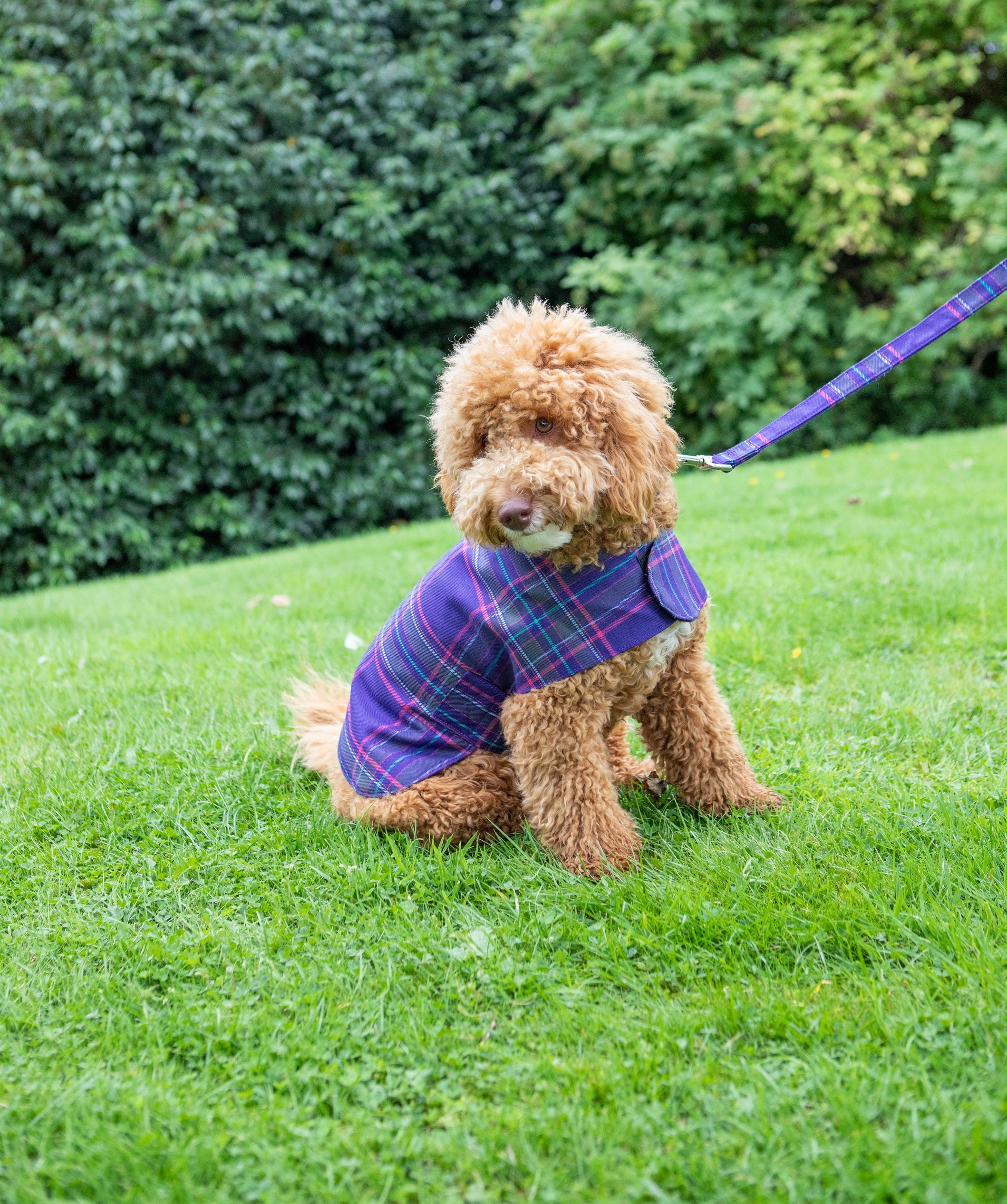 Tartan Dog Coat Alzheimer Scotland Shop